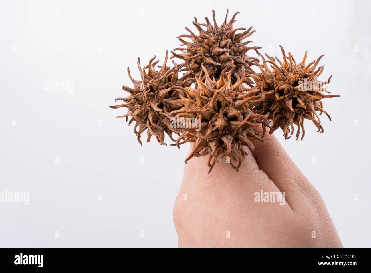 Hand holding brown pods, capsules in hand on a white background Stock ...