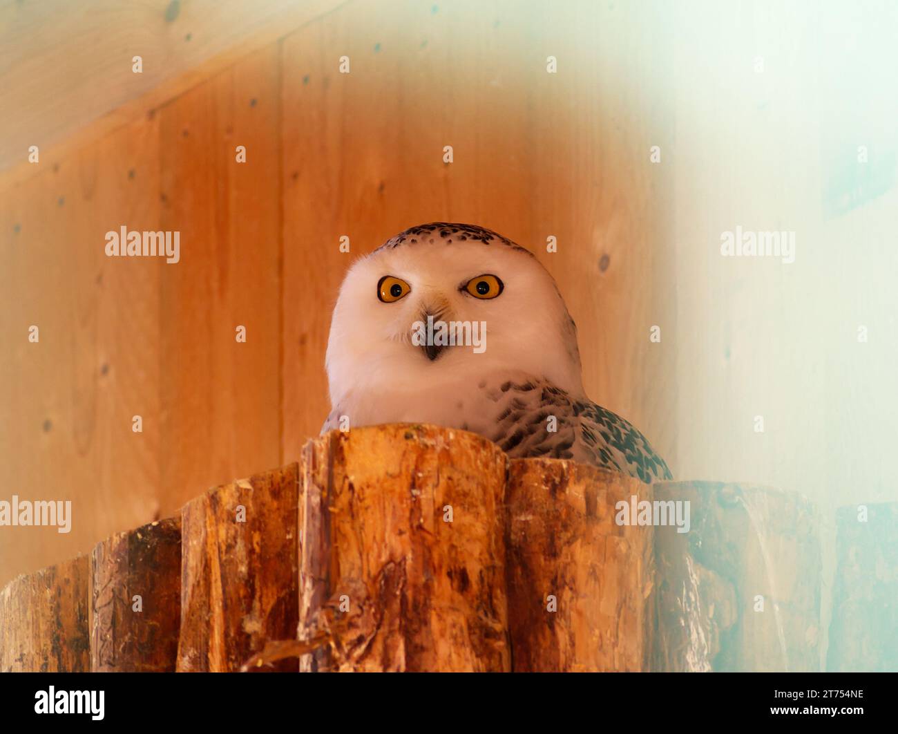 Alpine wildlife owl bird close-up Stock Photo - Alamy