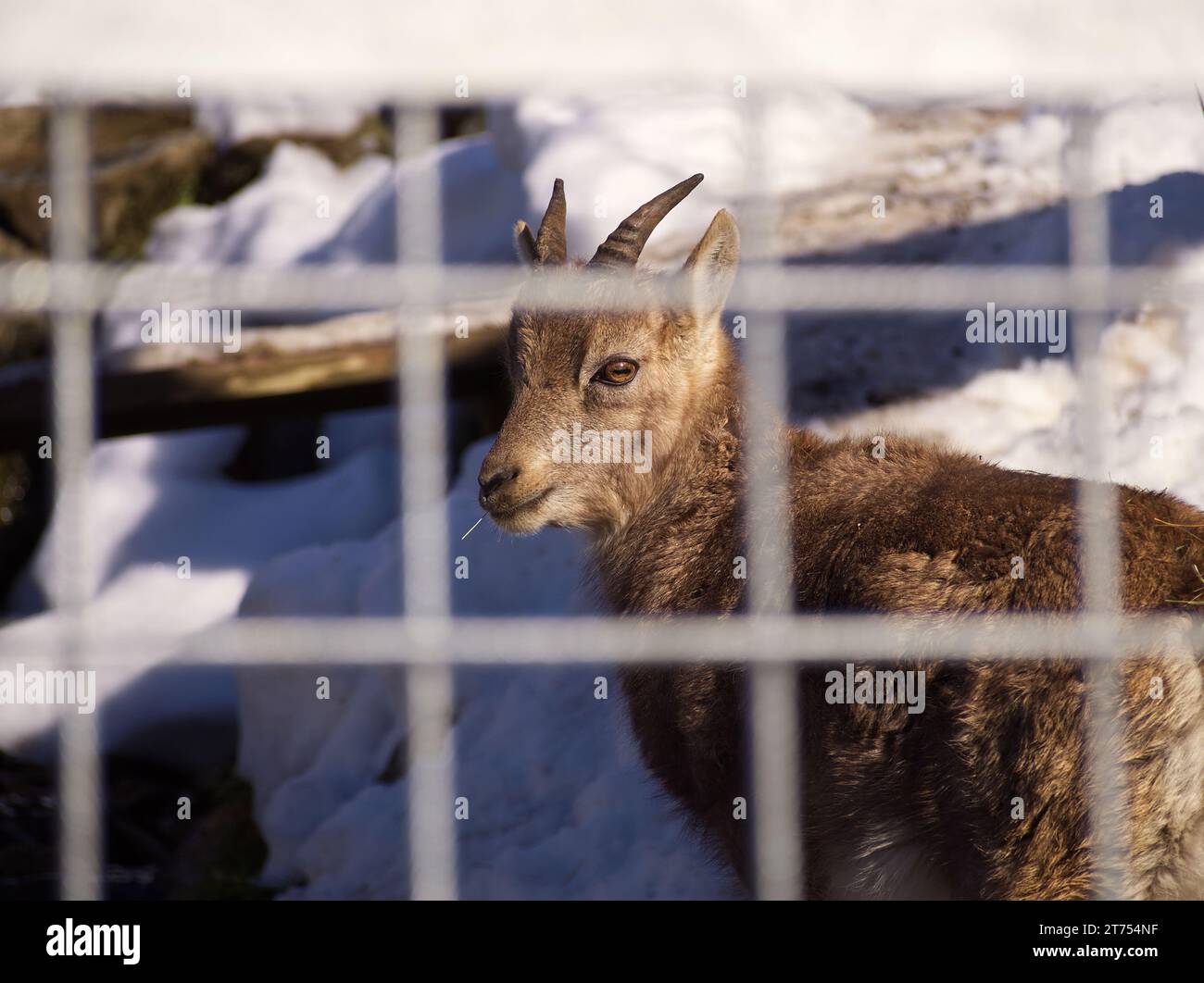 Goat in austrian alps hi-res stock photography and images - Alamy