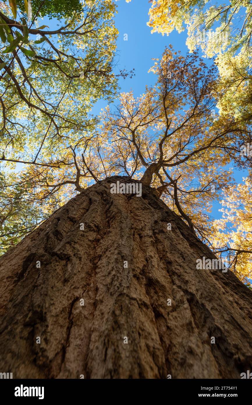 Looking up the trunk of a tall cottonwood tree with yellow and green ...