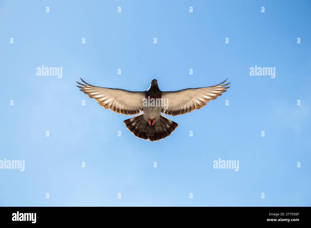 Single pigeon in the air with wings wide open Stock Photo - Alamy