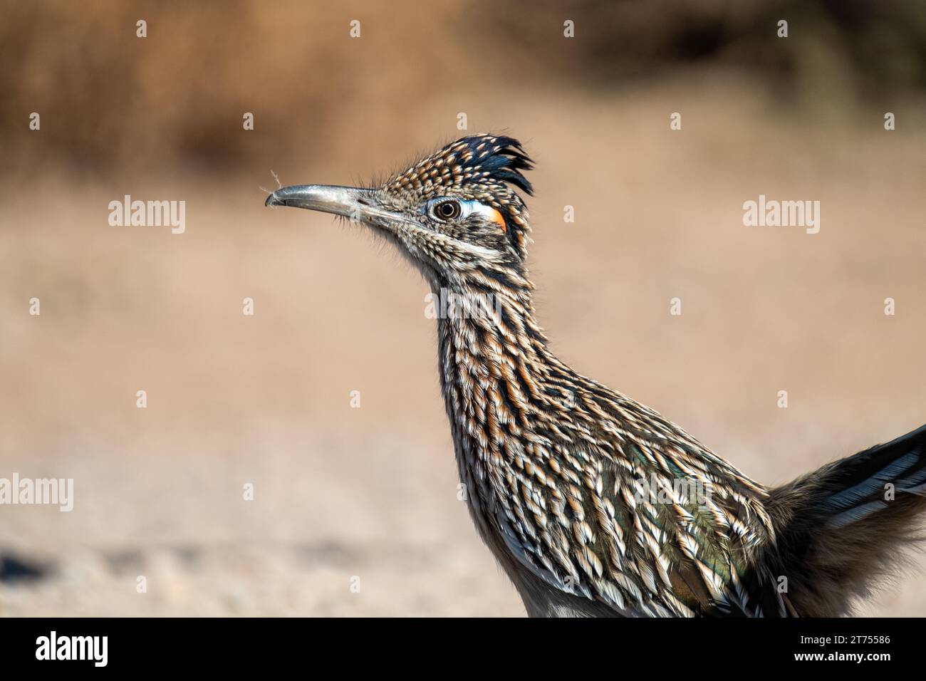 A roadrunner shown in profile looking to the left, on a sunny day with ...