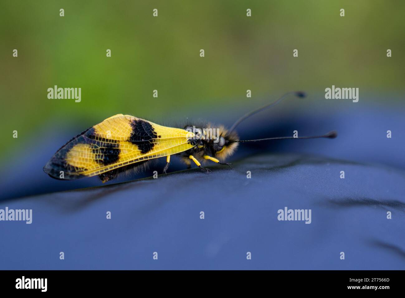 Yellow bug feeding on flowers in the nature Stock Photo - Alamy