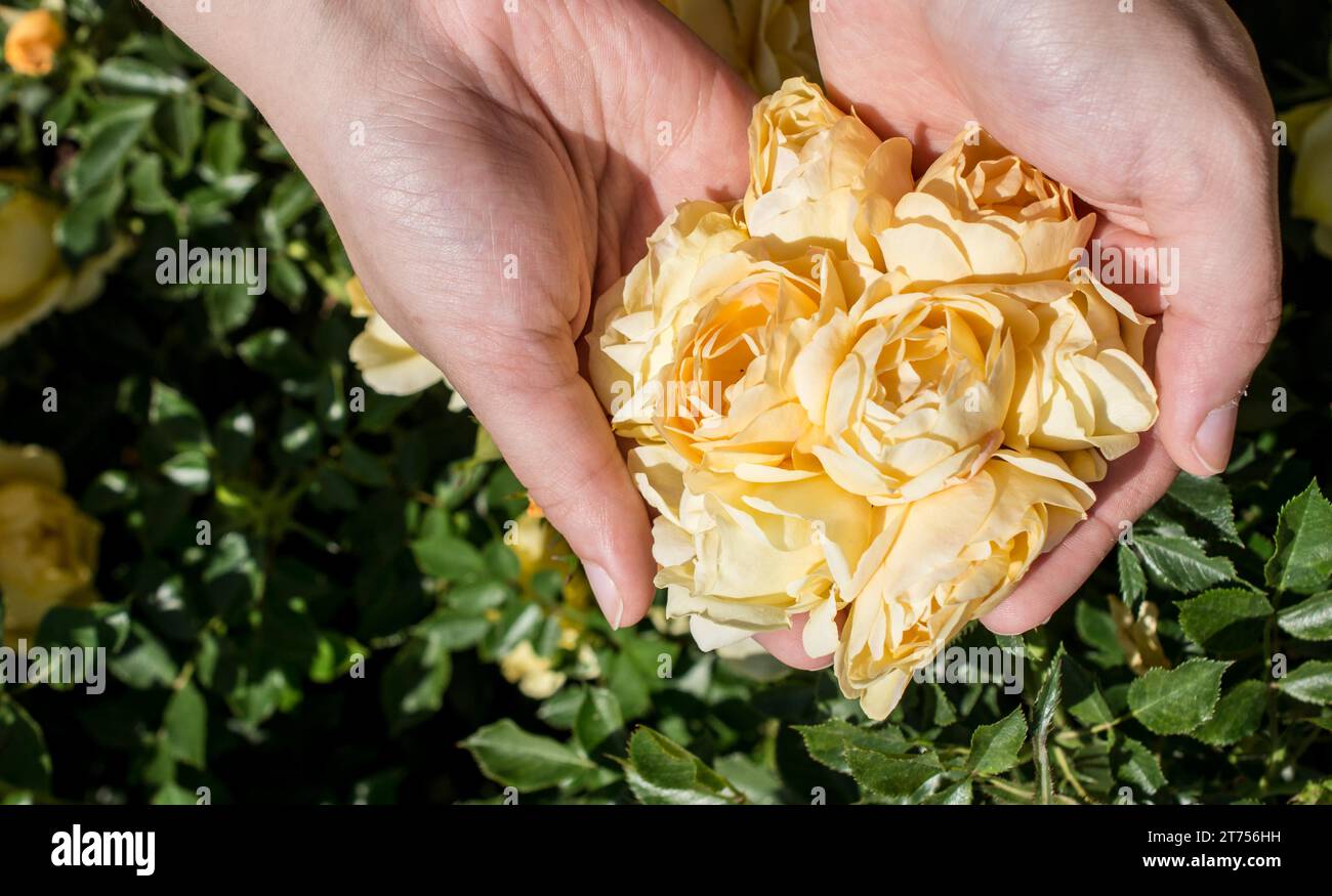 Beautiful fresh roses in hand Stock Photo - Alamy