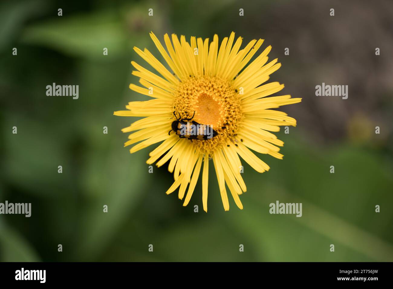 Red bug feeding on flowers in the nature Stock Photo - Alamy