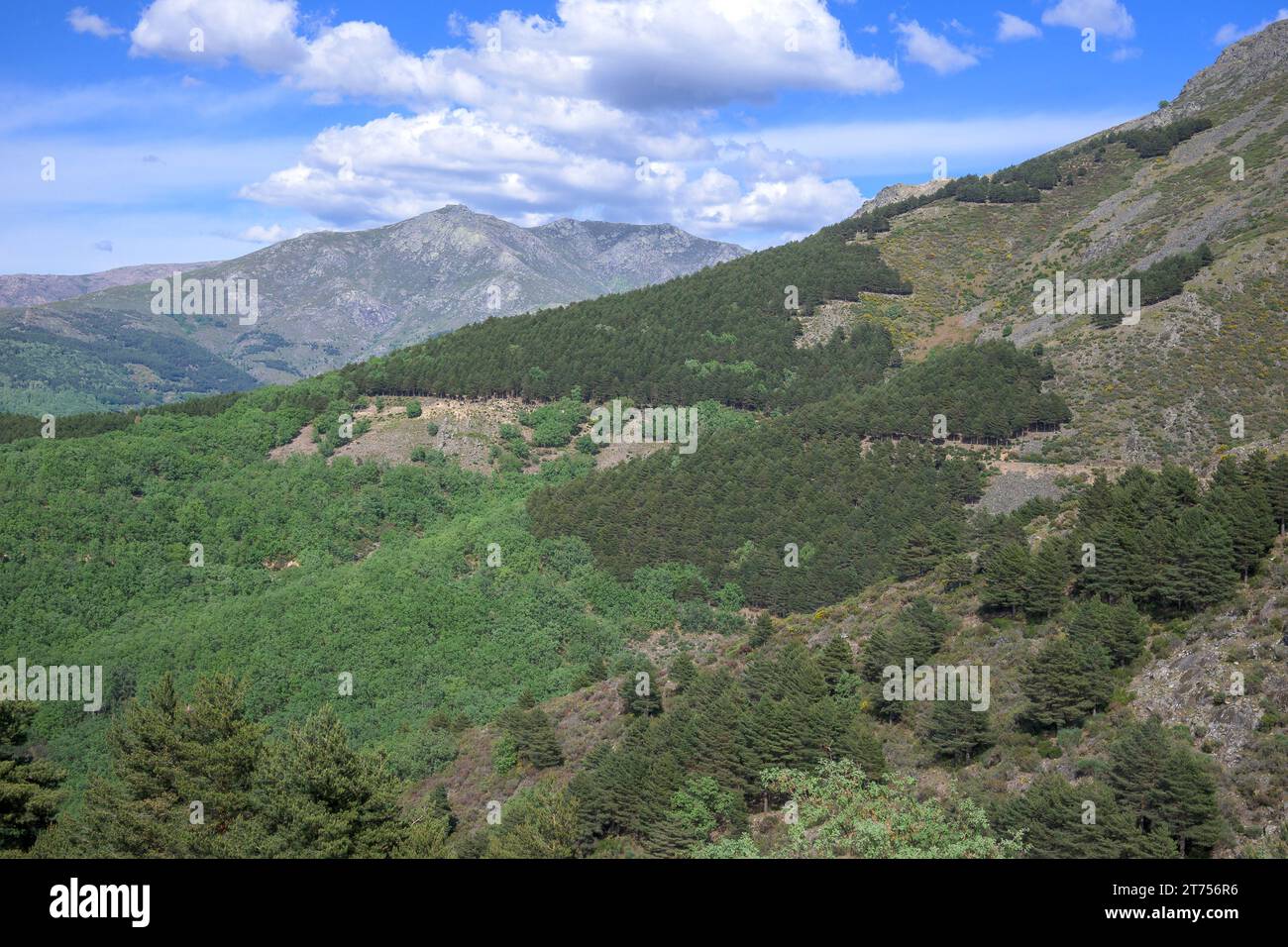 High mountain area reforested with pine and fir trees at different ...