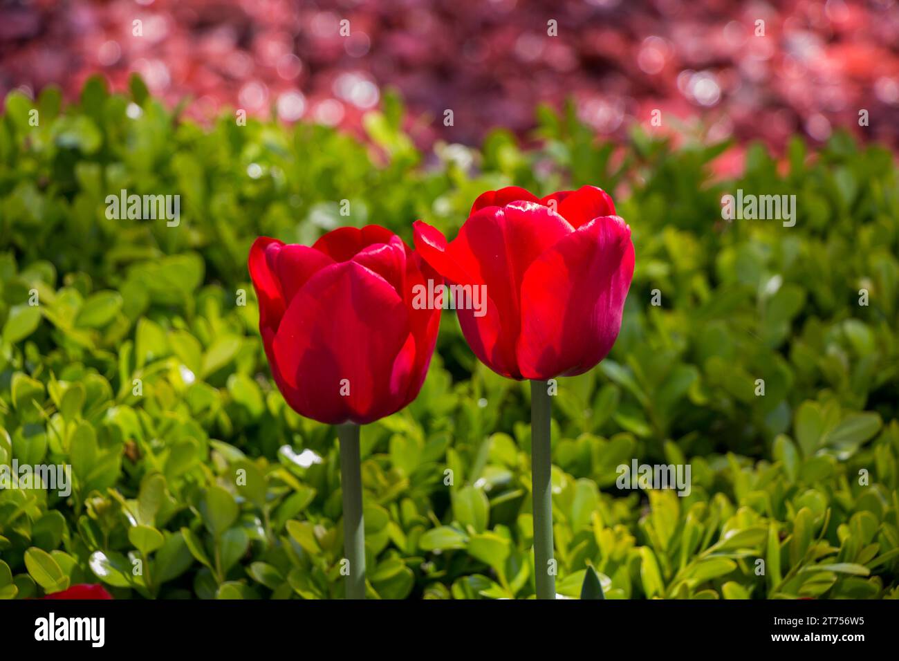 Red color tulip flowers bloom in the garden Stock Photo - Alamy