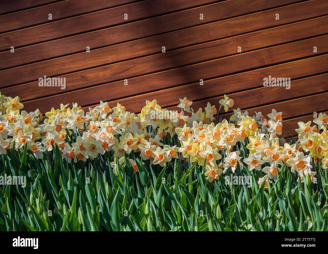 Blooming beautiful colorful fresh natural flowers in view Stock Photo ...