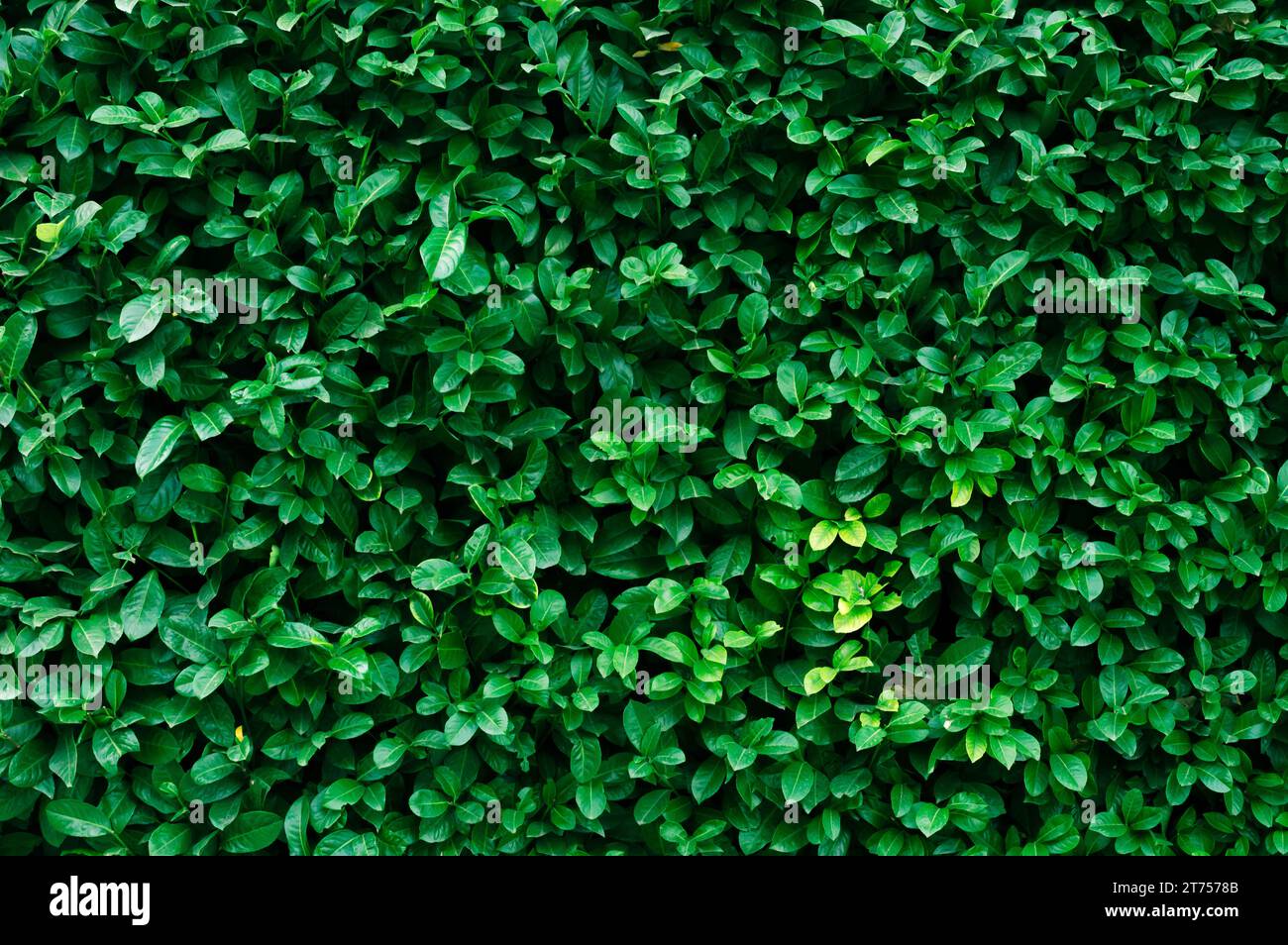 Green bush hedge wall horizontal background with fresh leaves Stock ...
