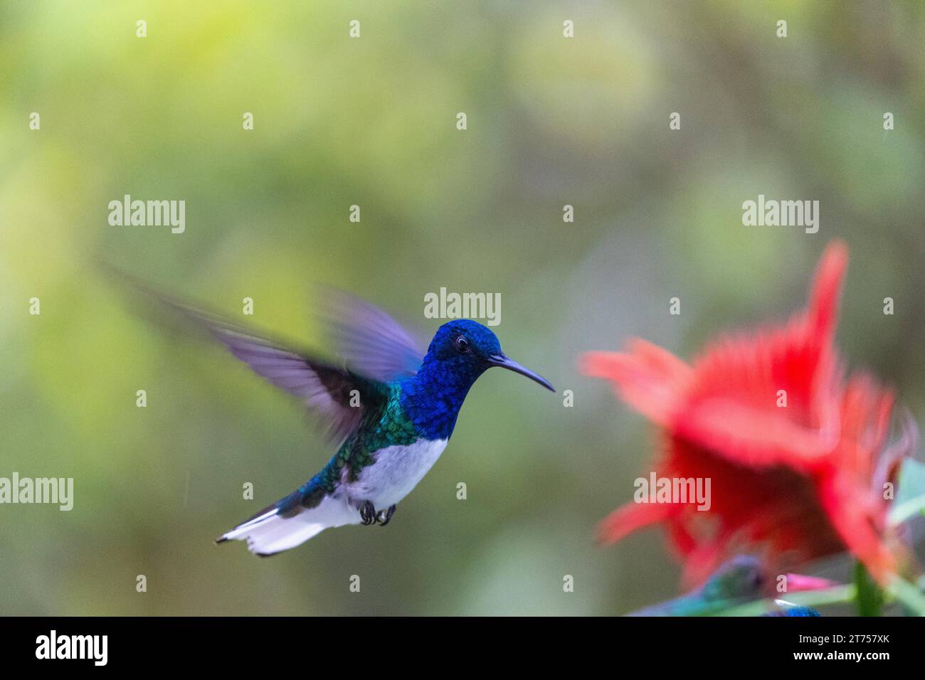 Flying White-naped Hummingbird (Trochilidae) male (Florisugra mellivora ...