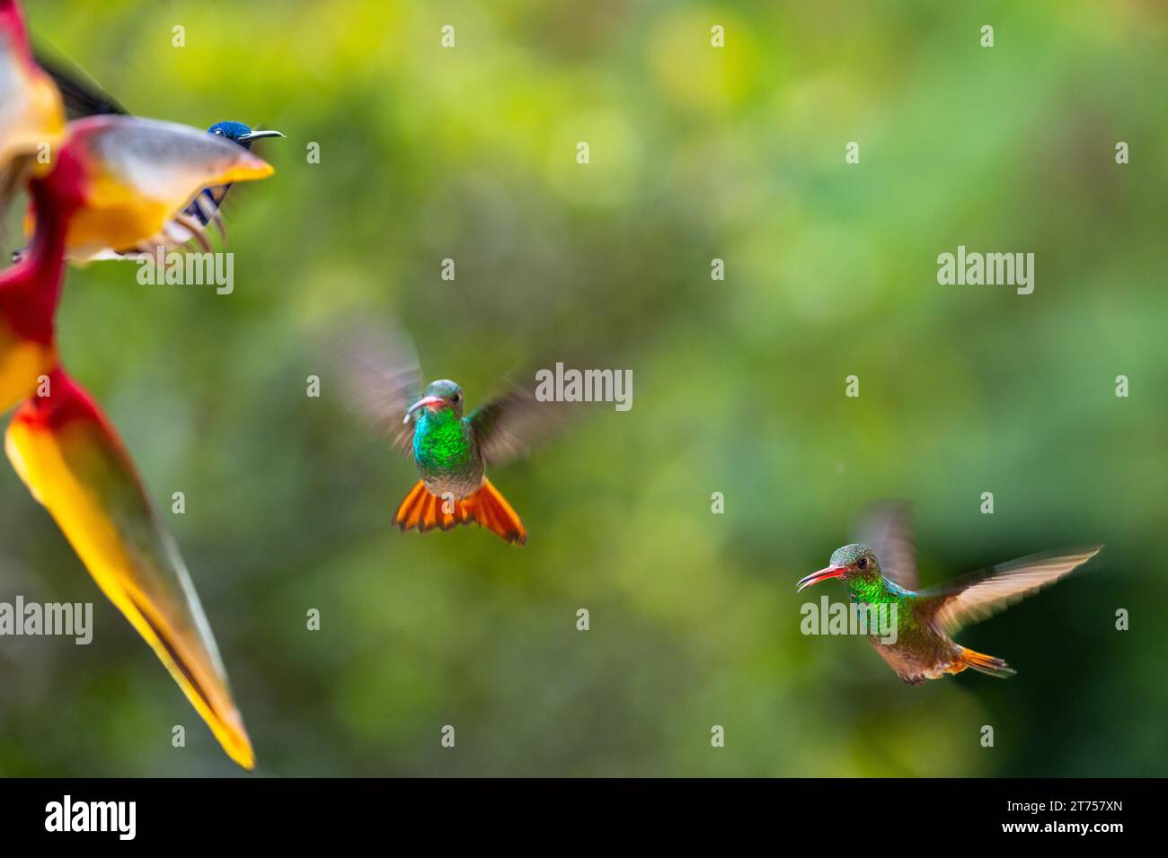 Colombian hummingbird hi-res stock photography and images - Alamy