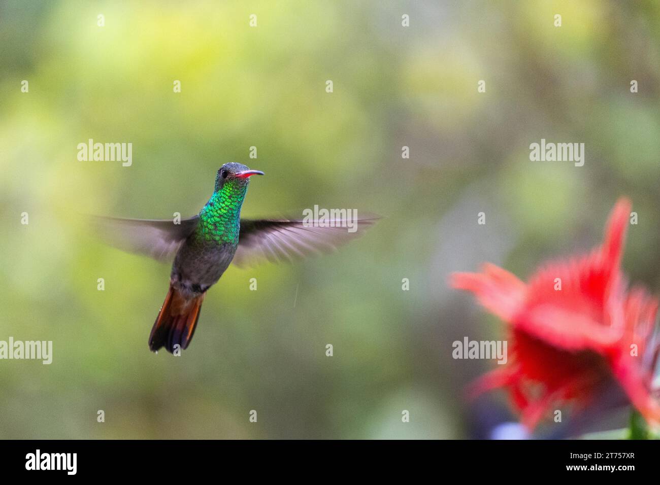 Brown-tailed Amazon (Amazilia tzacatl) in flight, Hummingbird ...
