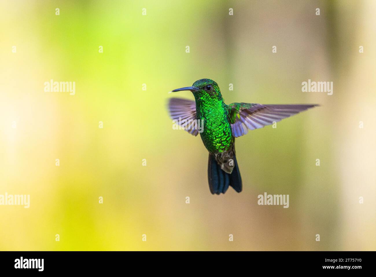 Green hummingbird (Trochilidae) in flight (Saucerottia saucerottei ...