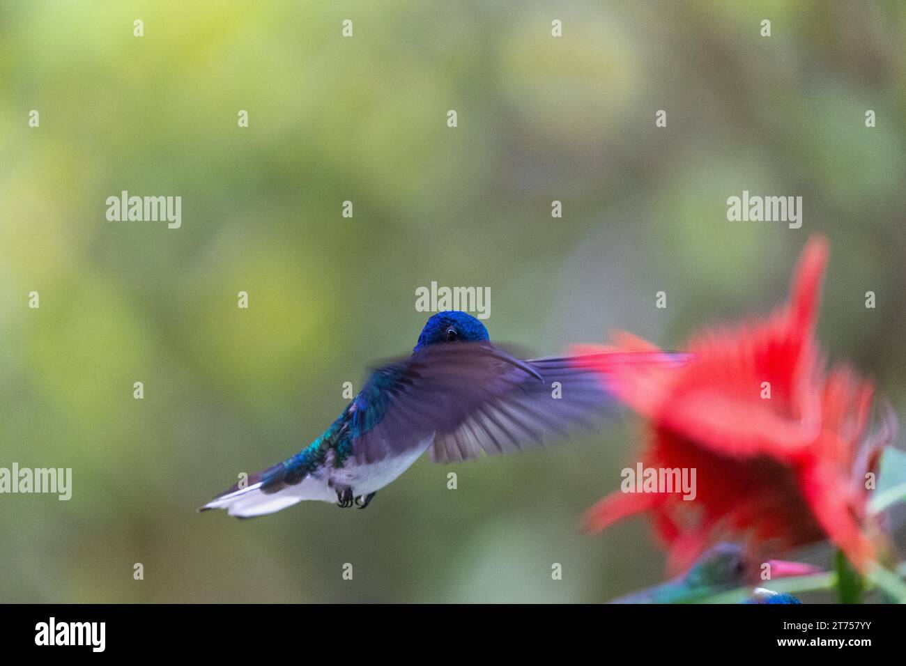 Flying White-naped Hummingbird (Trochilidae) male (Florisugra mellivora ...