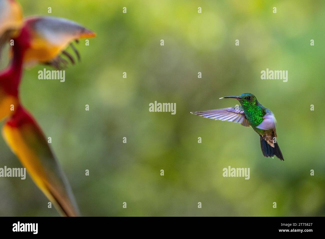 Flying Green Hummingbird (Trochilidae) (Helicona rostrata), Hummingbird ...