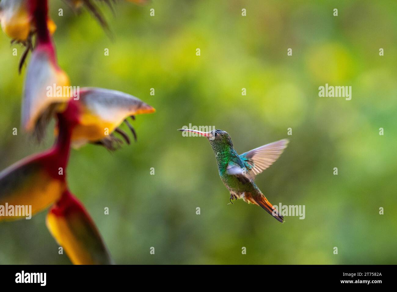 Flying Green Hummingbird (Trochilidae) (Helicona rostrata), Hummingbird ...