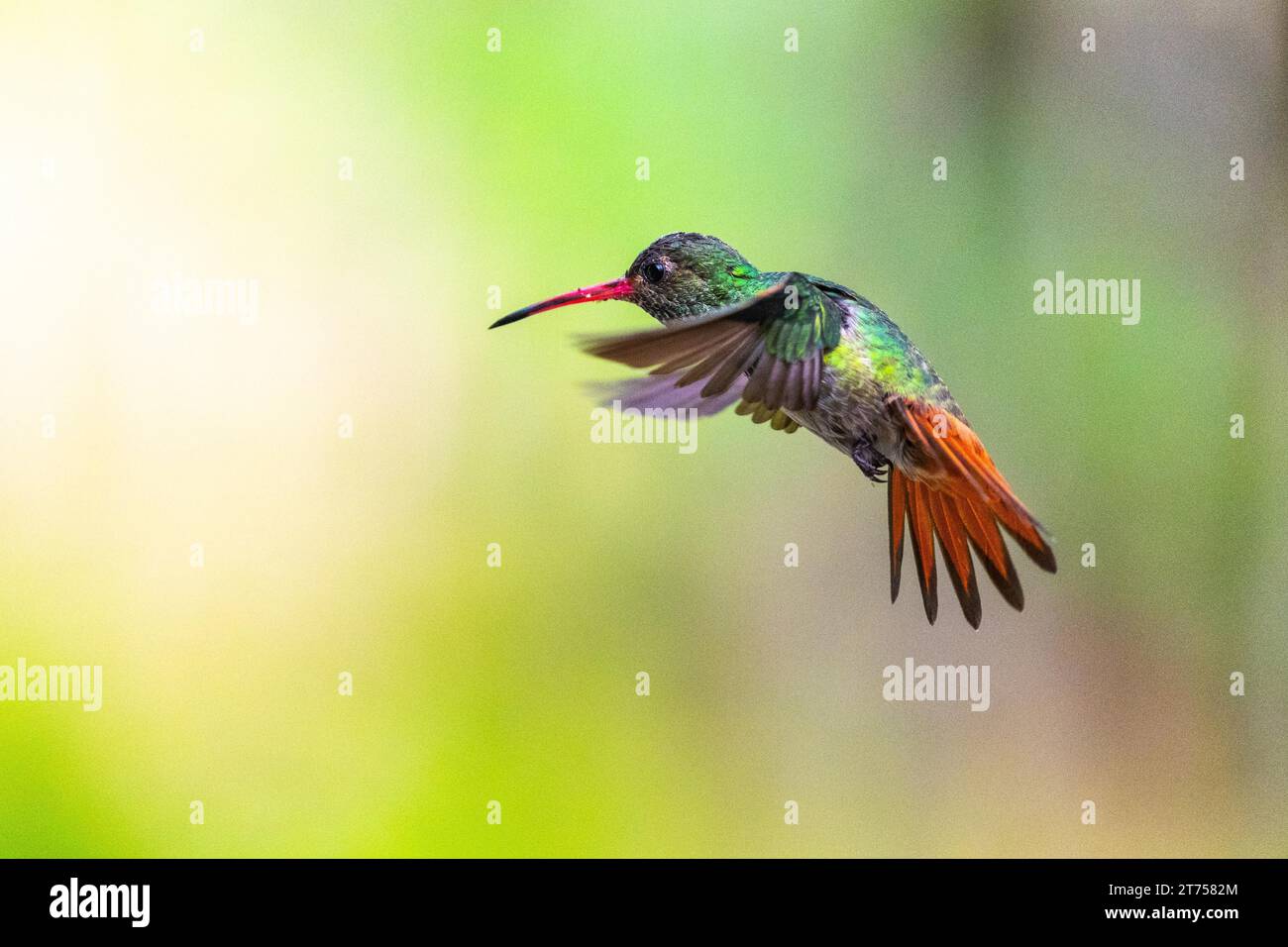 Brown-tailed Amazon (Amazilia tzacatl) in flight, Hummingbird ...