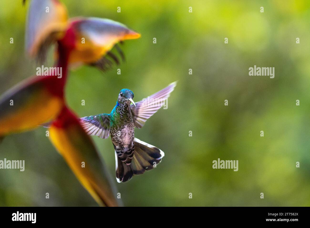Flying White-naped Hummingbird (Trochilidae) female (Florisugra ...