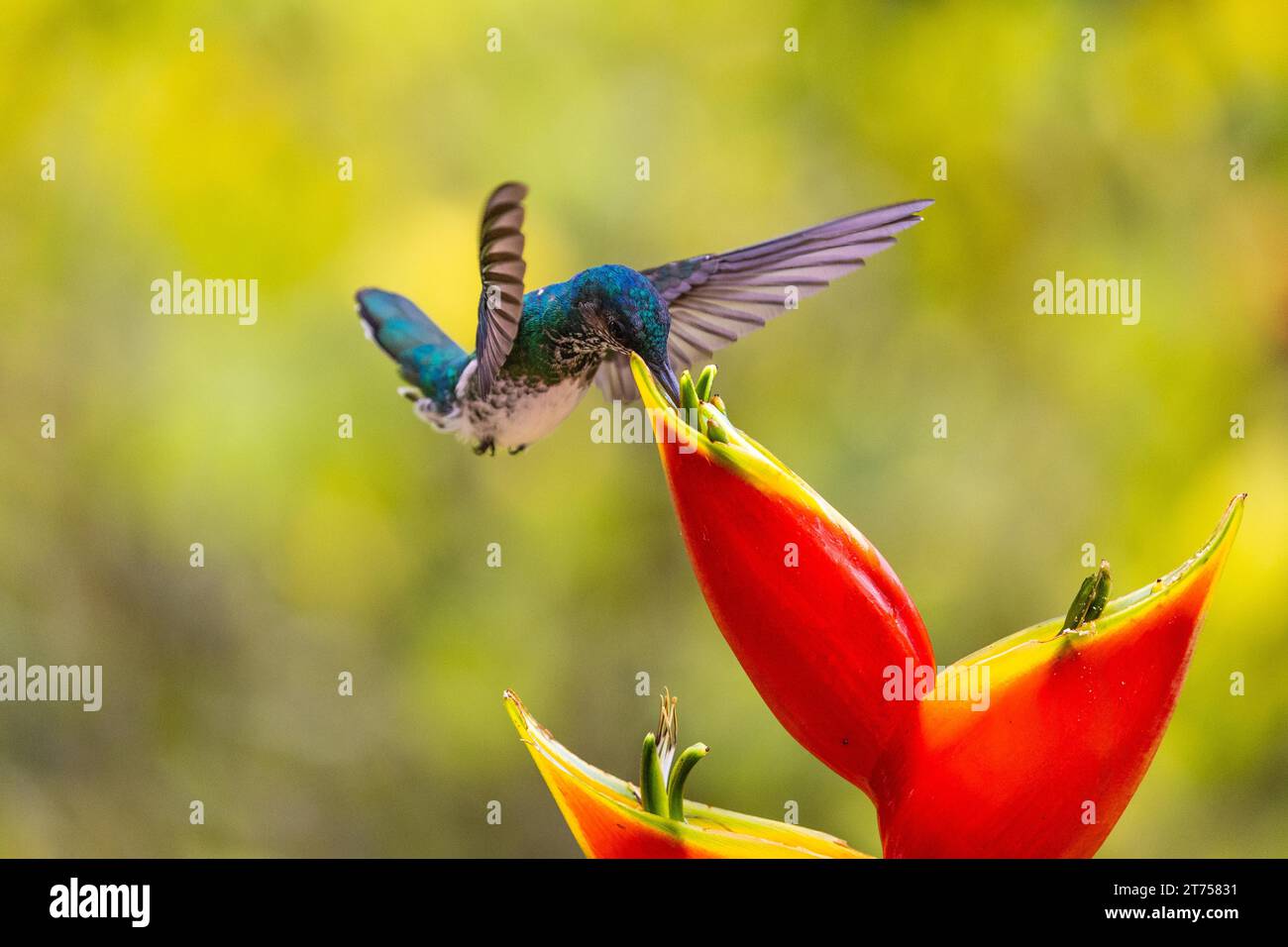 White-naped Hummingbird (Trochilidae) in flight (Florisugra mellivora ...