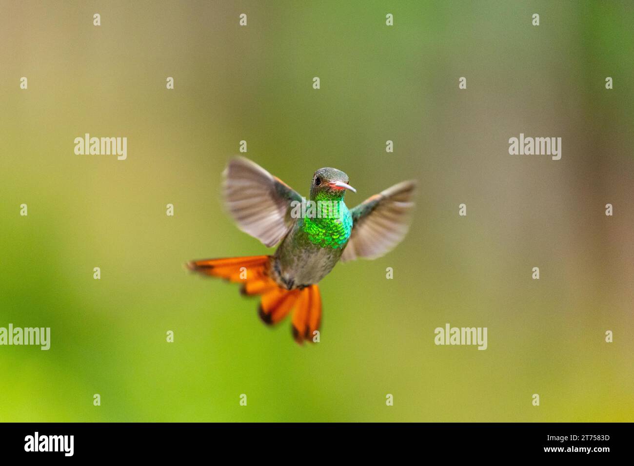 Brown-tailed Amazon (Amazilia tzacatl) in flight, Hummingbird ...