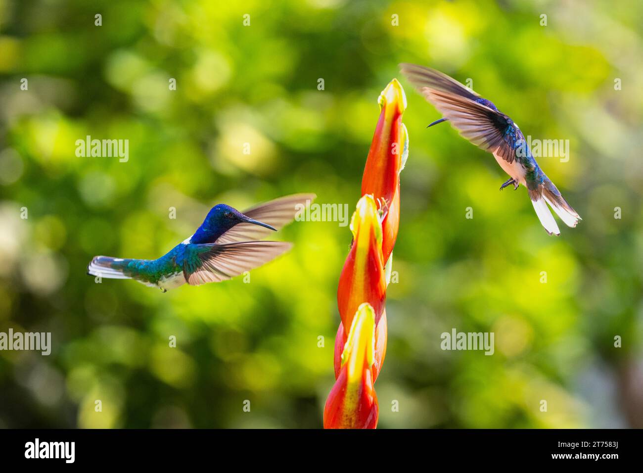 White-naped Hummingbird (Trochilidae) in flight (Florisugra mellivora ...