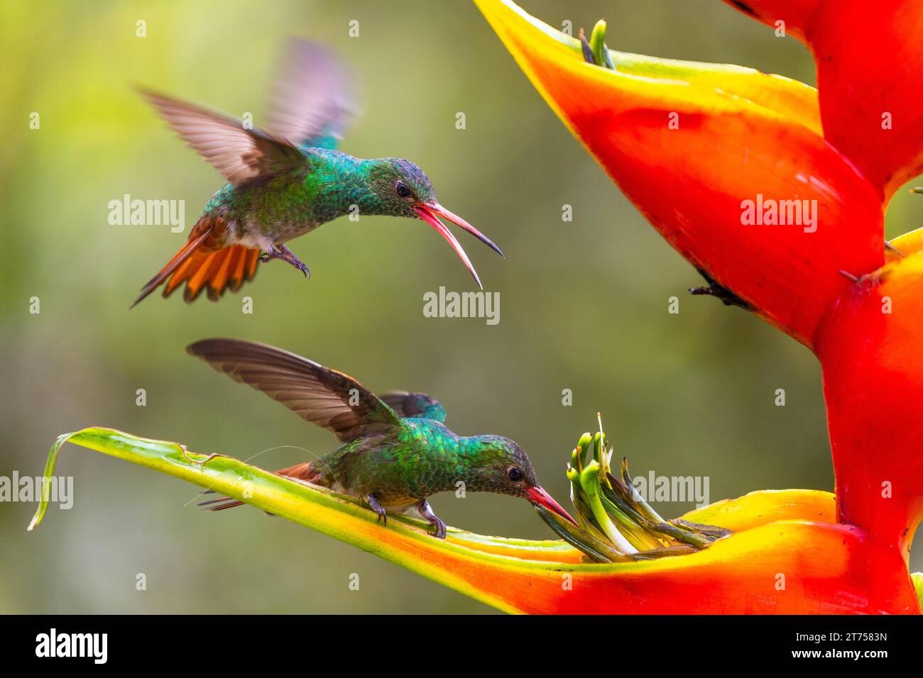 Rainbow hummingbird hi-res stock photography and images - Alamy