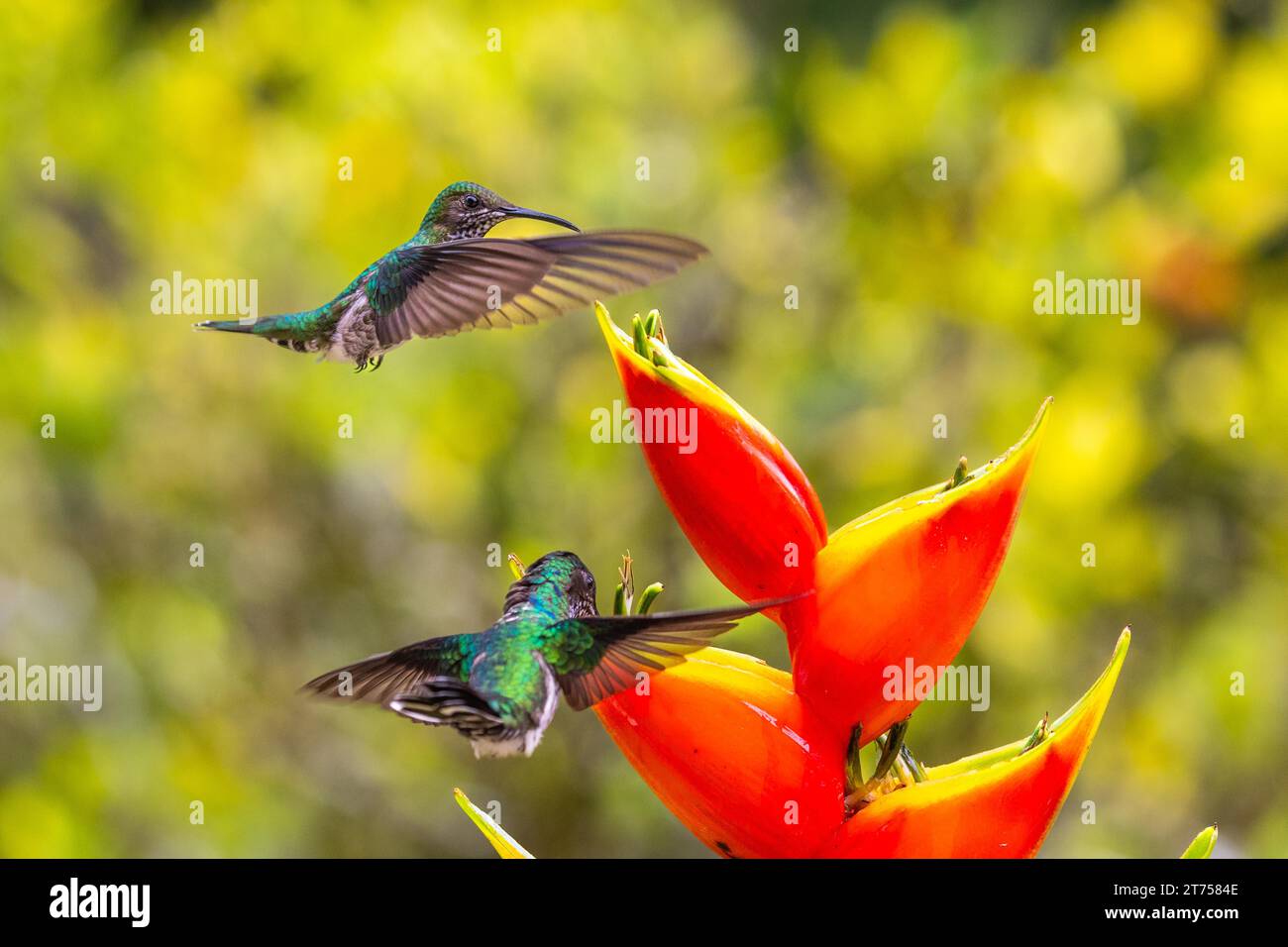 White naped hummingbird hi-res stock photography and images - Alamy