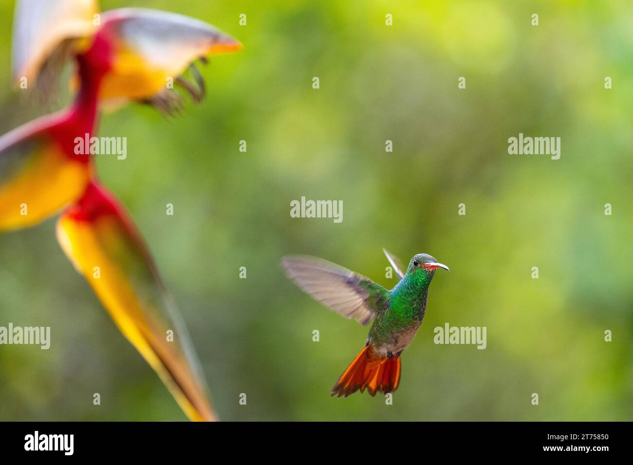 Brown-tailed Amazon (Amazilia tzacatl) in flight, Hummingbird ...