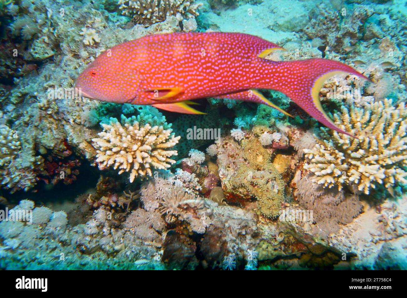 Yellowedged lyretail in coral reefs, Red Sea, Egypt Stock Photo - Alamy