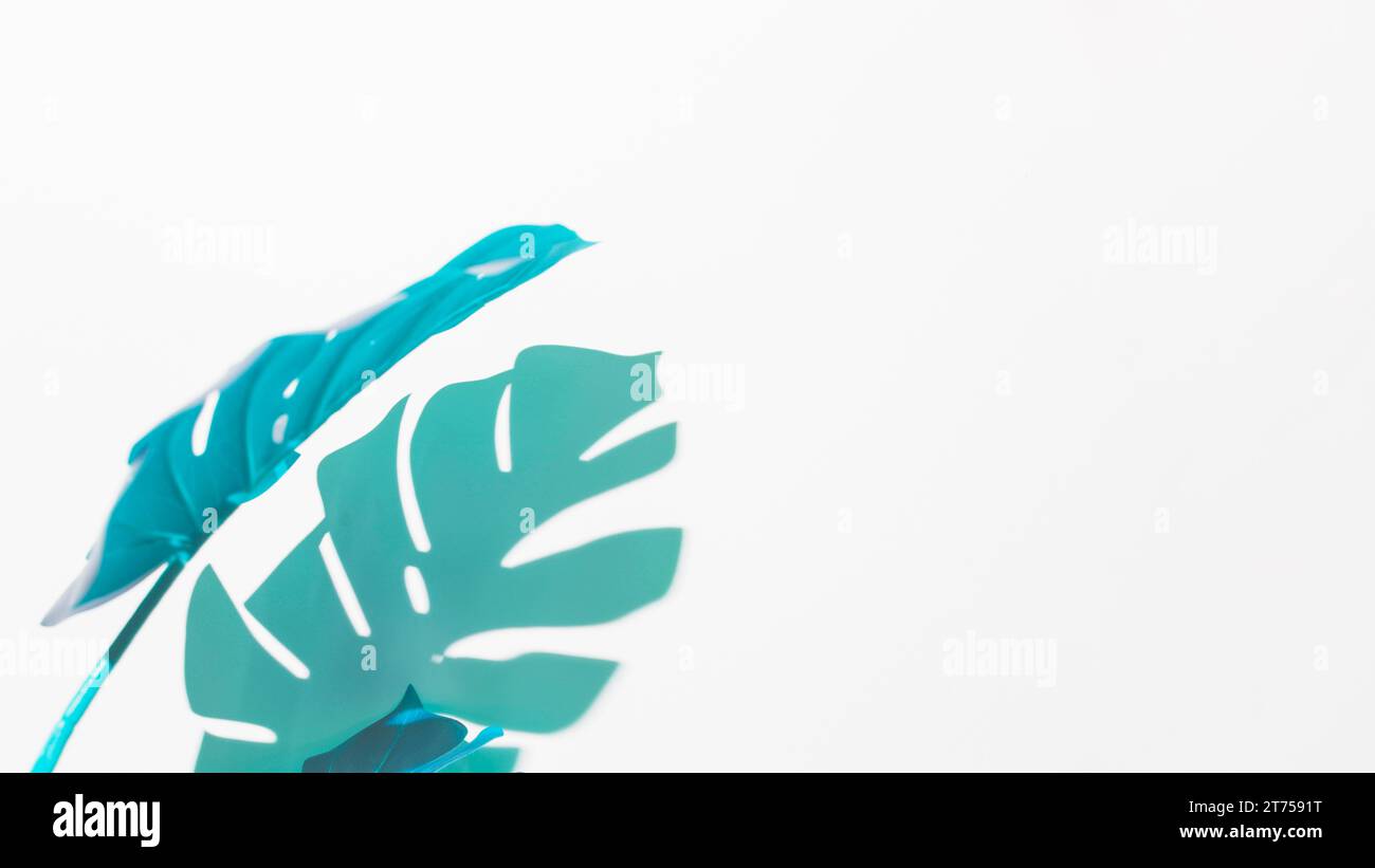 Green monstera leaves hi-res stock photography and images - Alamy