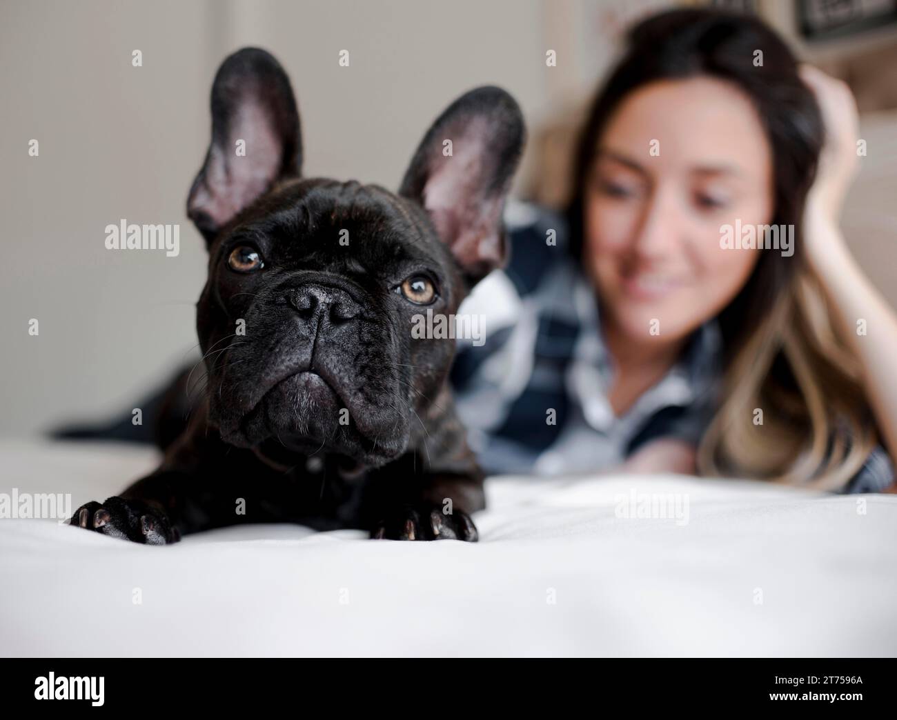 French retriever hi-res stock photography and images - Alamy