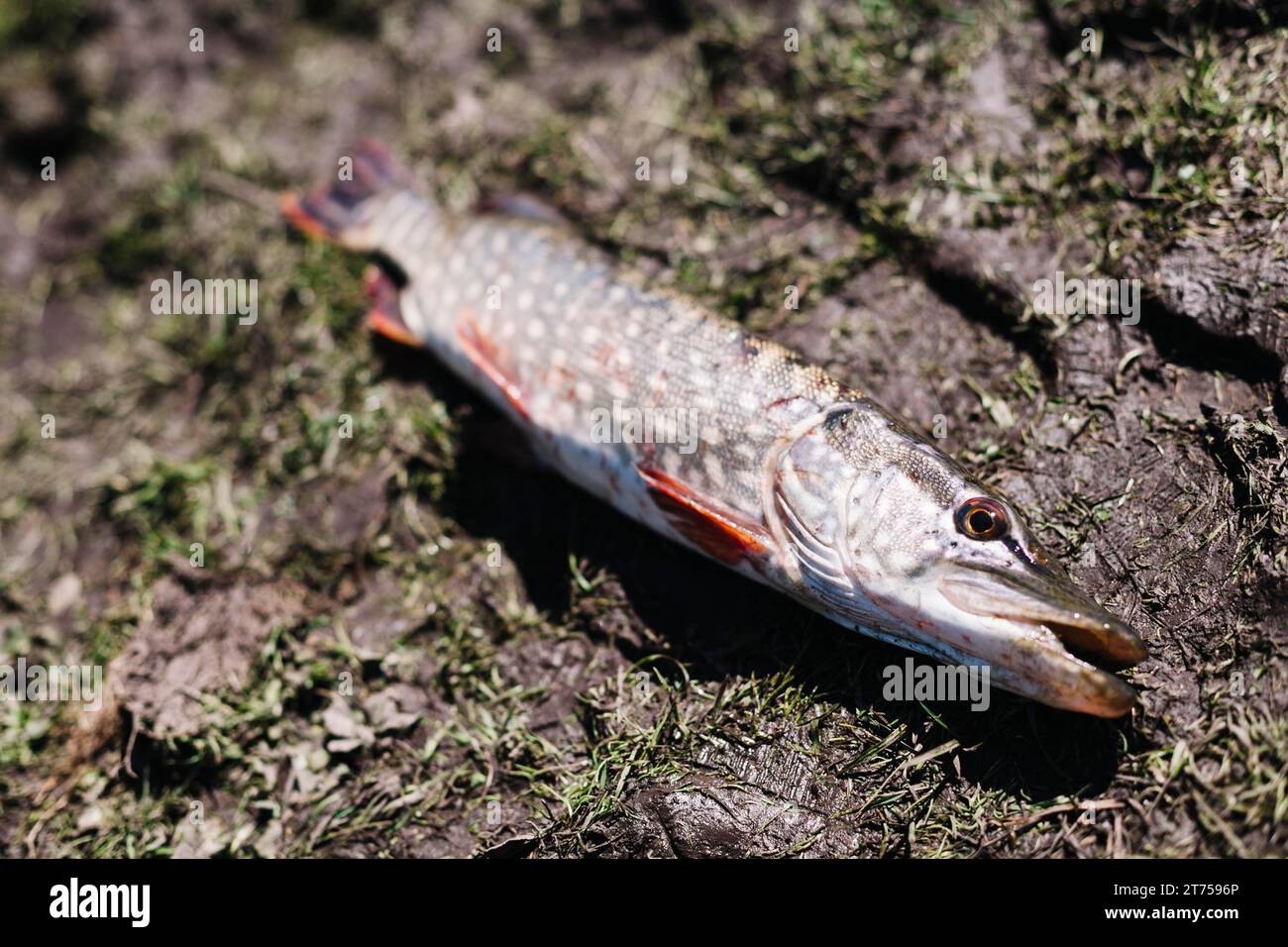 Close up fresh pike fish Stock Photo - Alamy