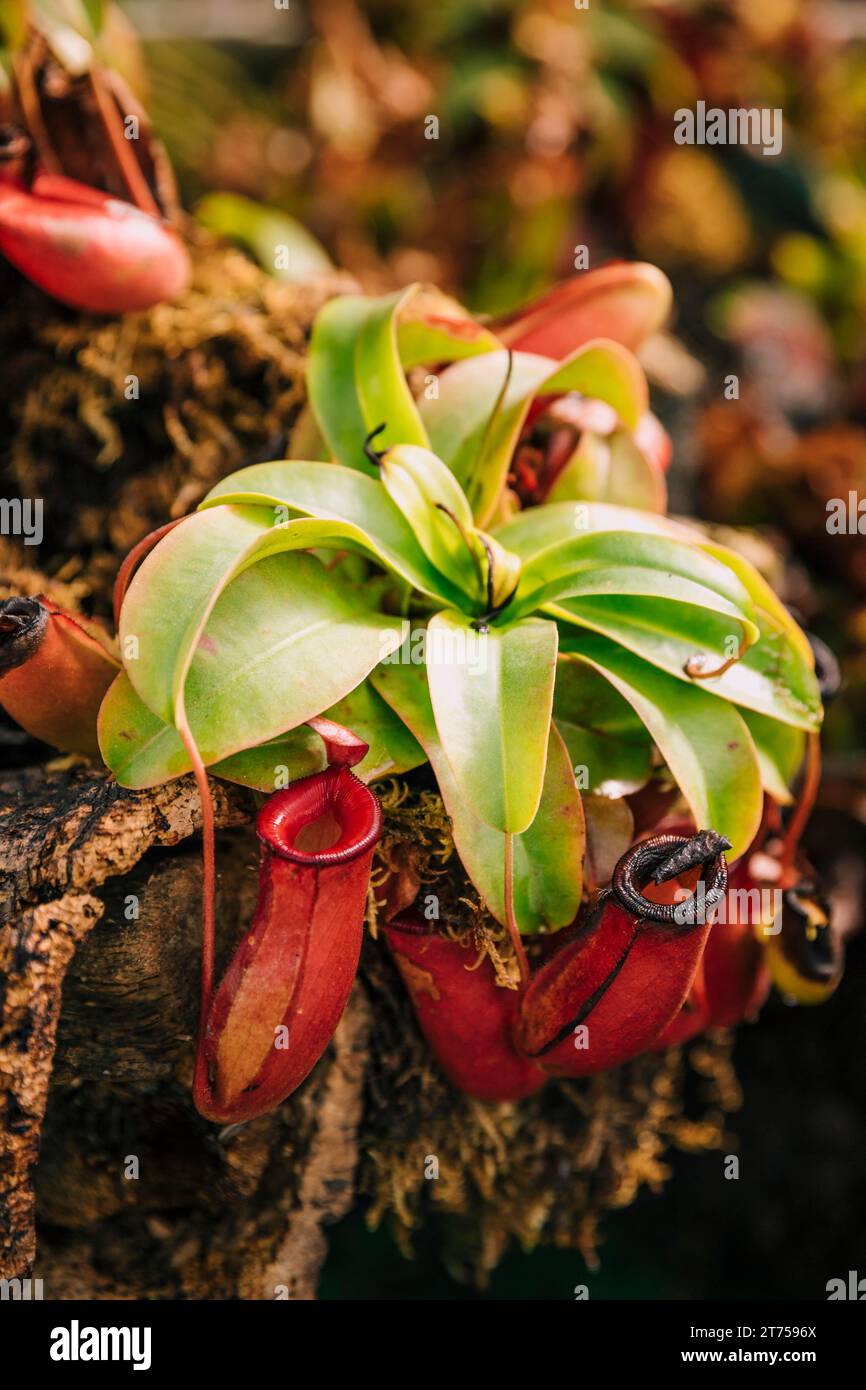 Carnivorous tropical pitcher plant (nepenthes Stock Photo - Alamy