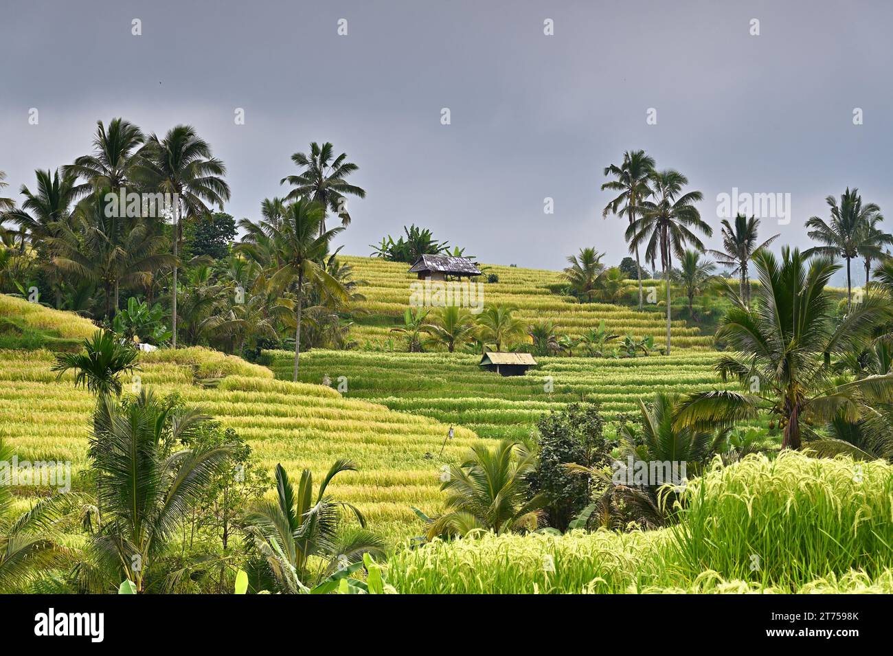Palm trees and huts in Jatiluwih Rice Terraces. Bali, Indonesia Stock ...