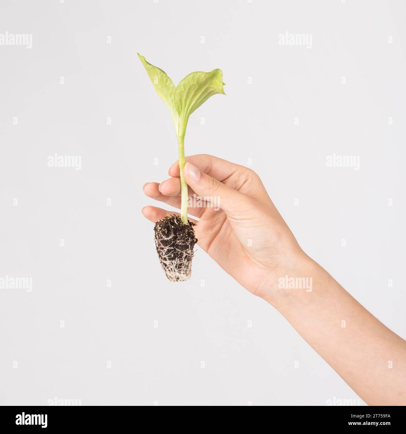 Crop hands holding growing plant Stock Photo - Alamy