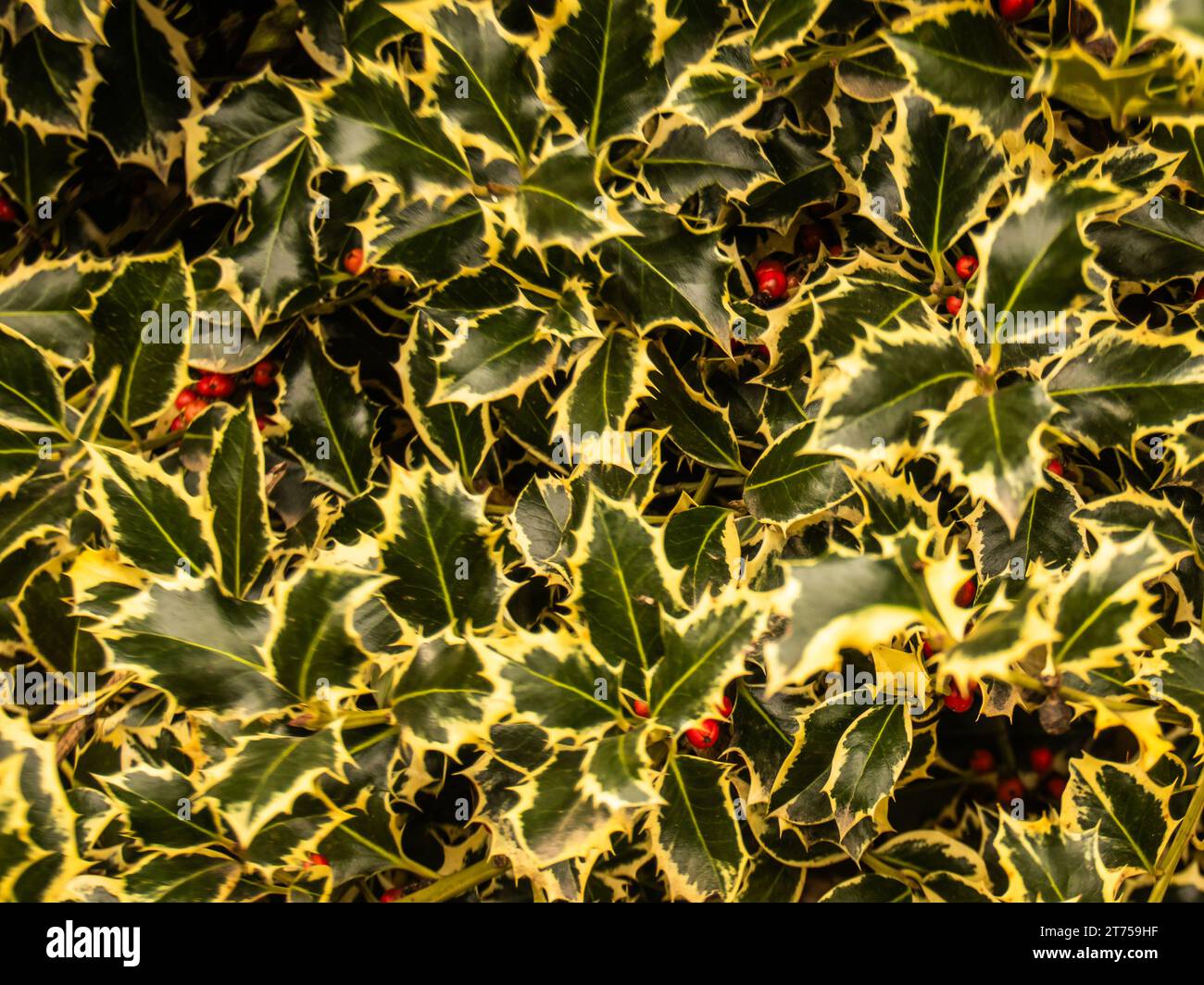 autumnal transformation of holly leaves and berries, as they evolve ...