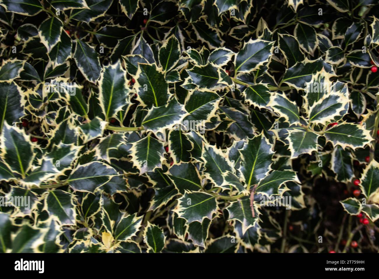 autumnal transformation of holly leaves and berries, as they evolve ...