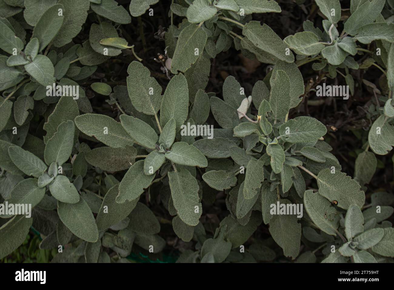 Close-up of a detailed sage bush, offering a versatile and natural ...