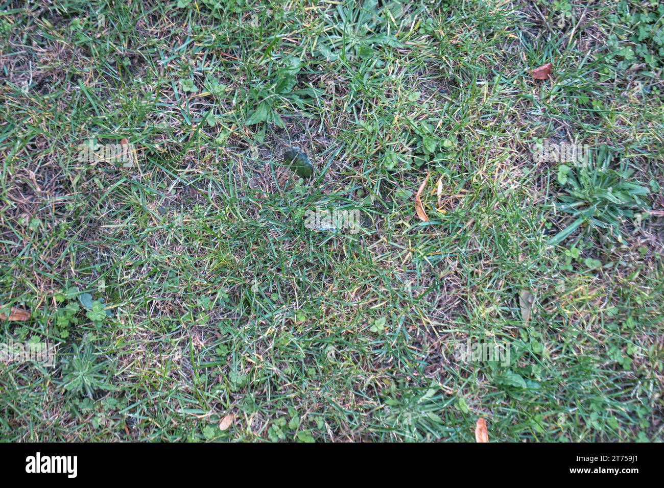 High-resolution meadow texture, offering a versatile and organic ...