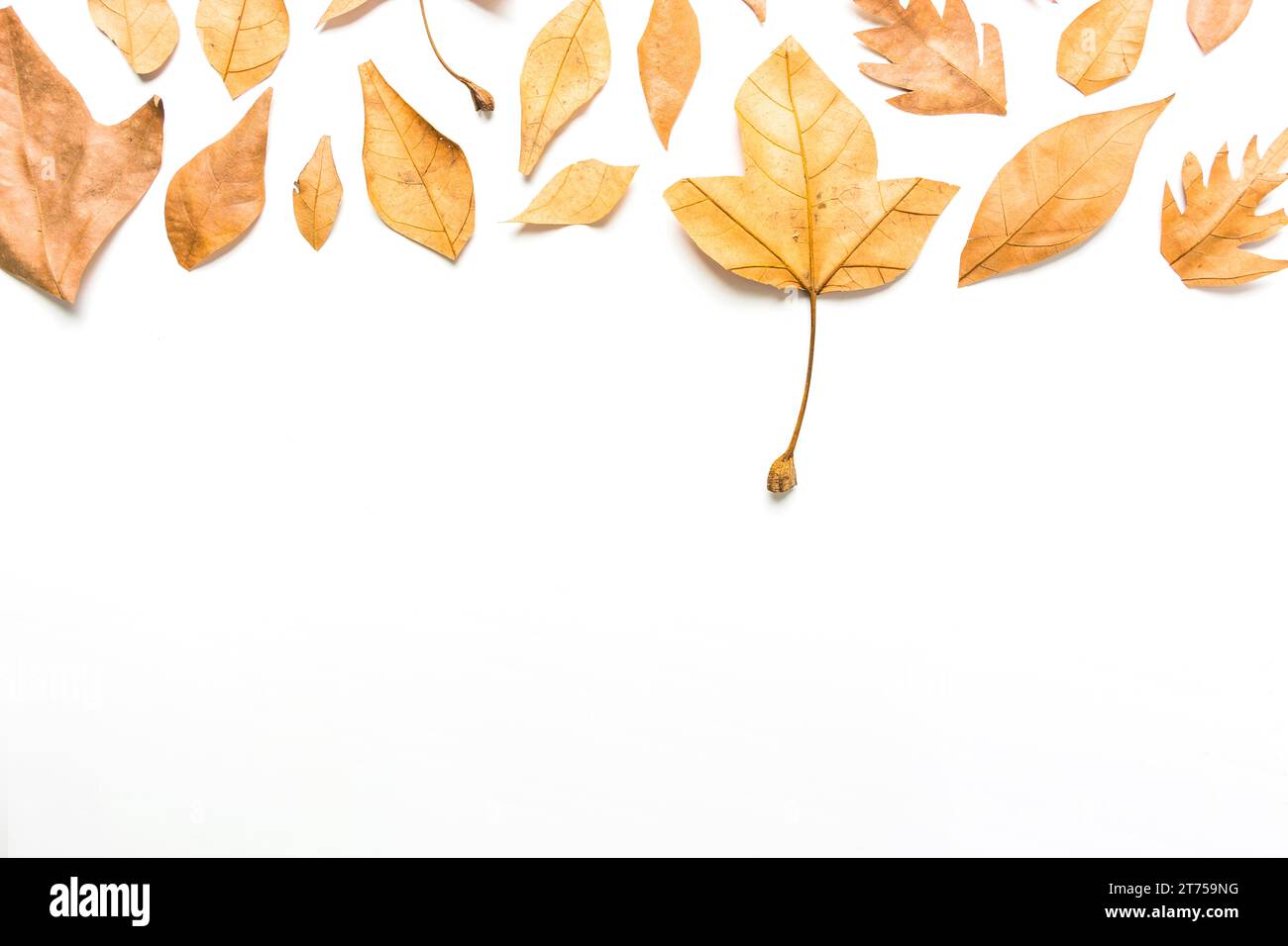 Composition deciduous tree hi-res stock photography and images - Alamy