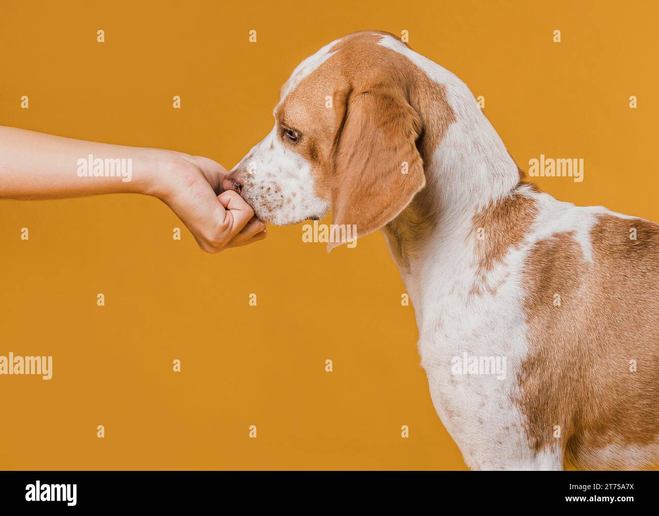 Hand touching nose adorable dog Stock Photo - Alamy