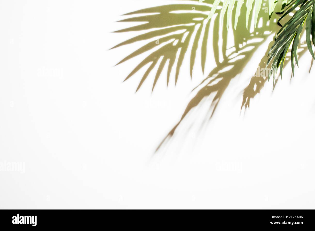 Lights green leaves reflections white background Stock Photo - Alamy