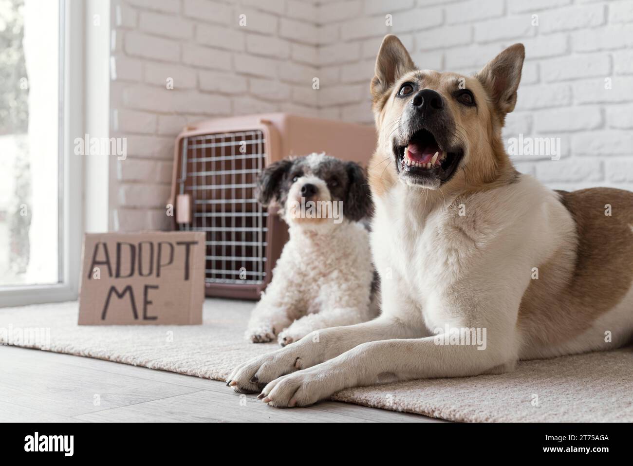 Low angle dogs near adopt me banner Stock Photo - Alamy