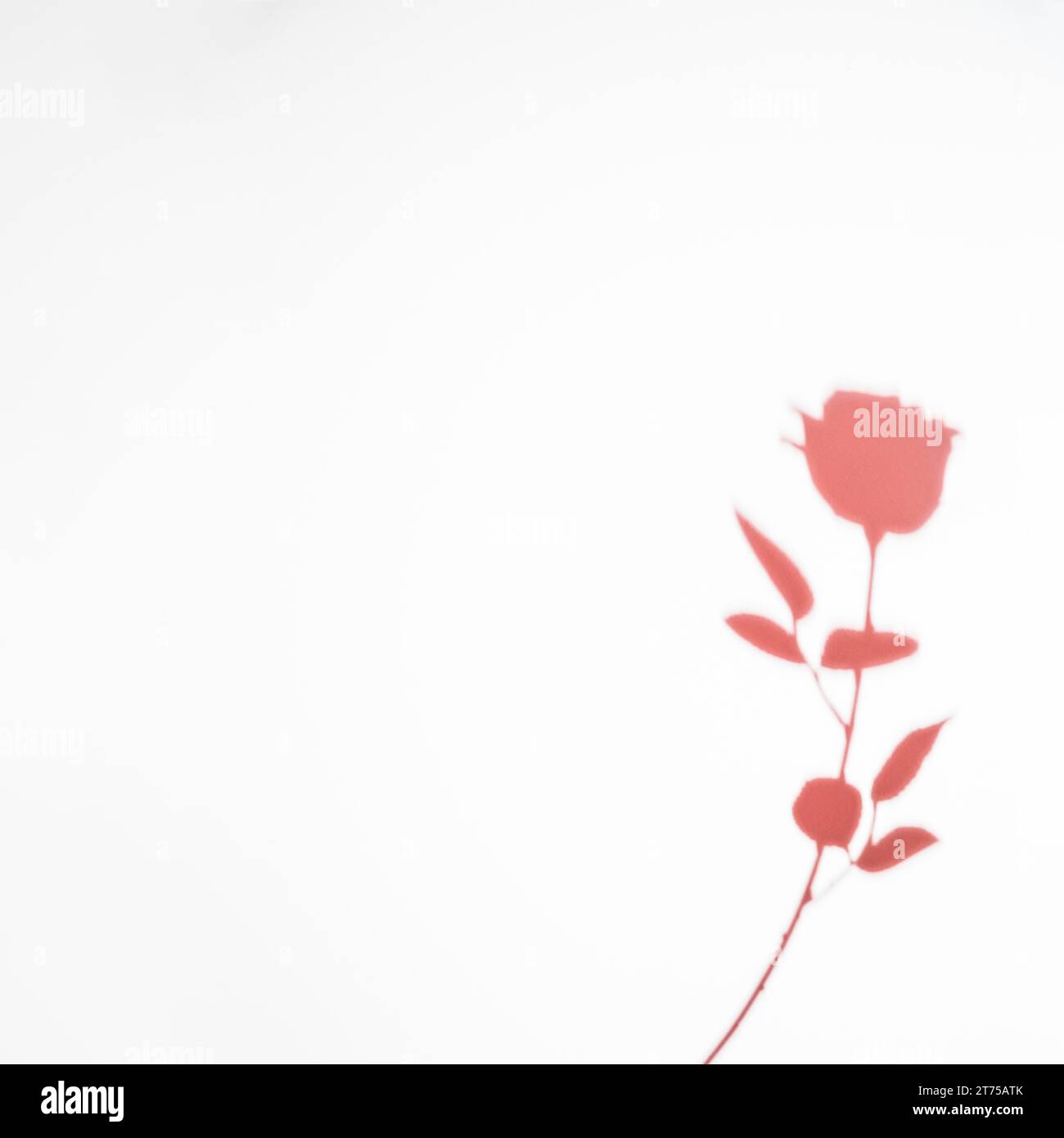 Pink rose shadow isolated white background Stock Photo - Alamy