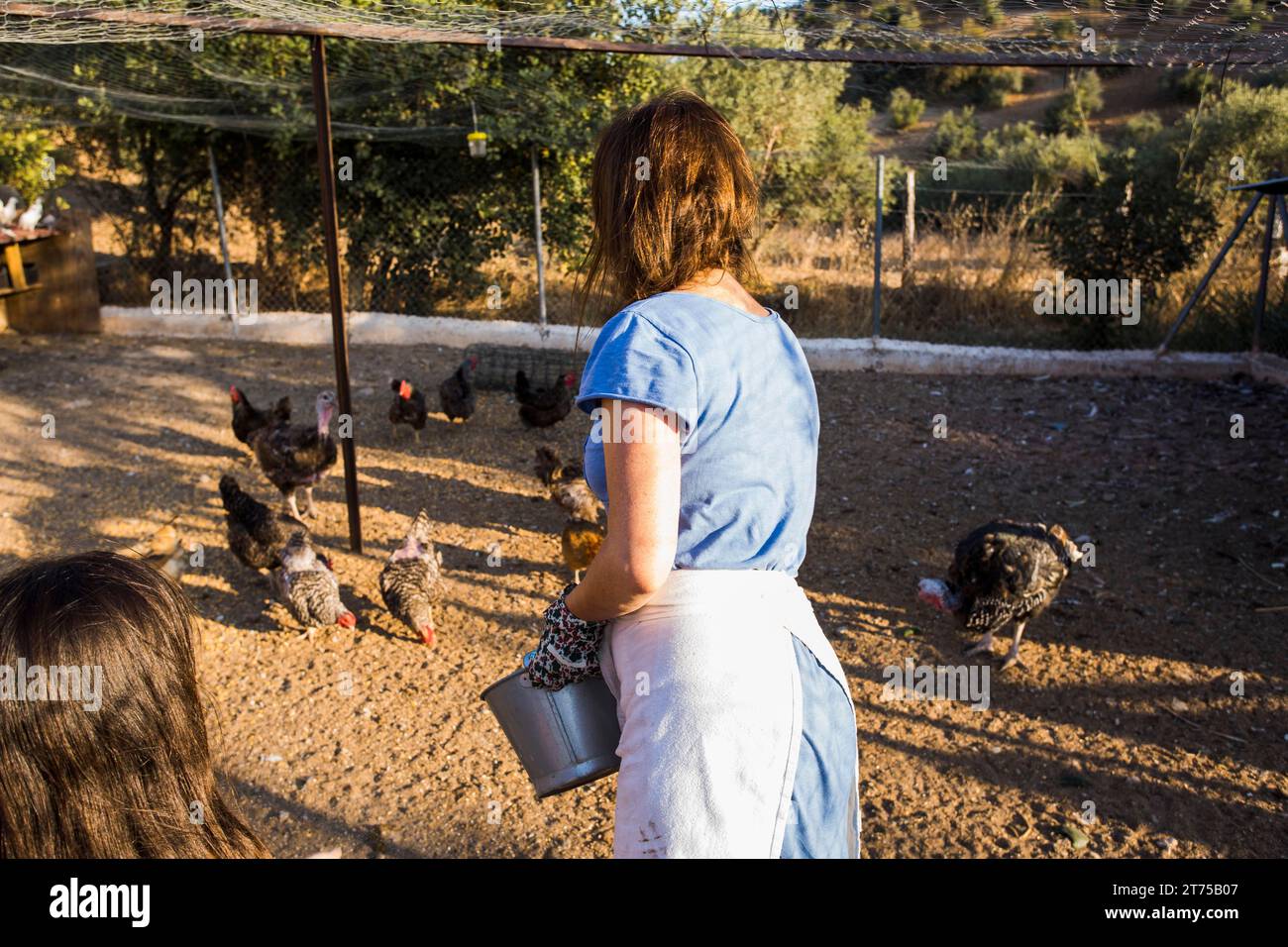 Rear view woman feeding chicken standing field Stock Photo - Alamy