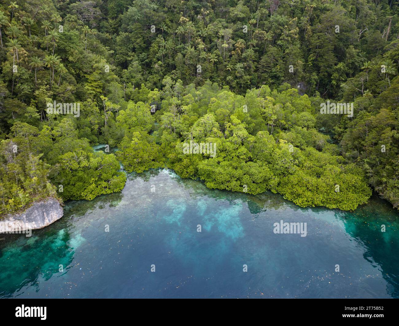 A mangrove forest is nestled into a limestone alcove in Raja Ampat ...