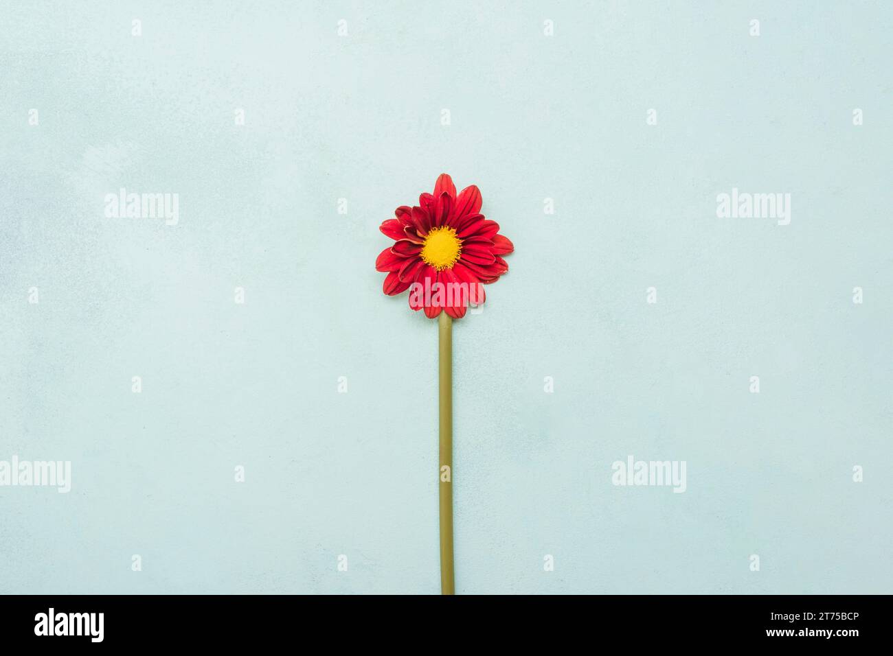 Top view beautiful spring daisy Stock Photo - Alamy
