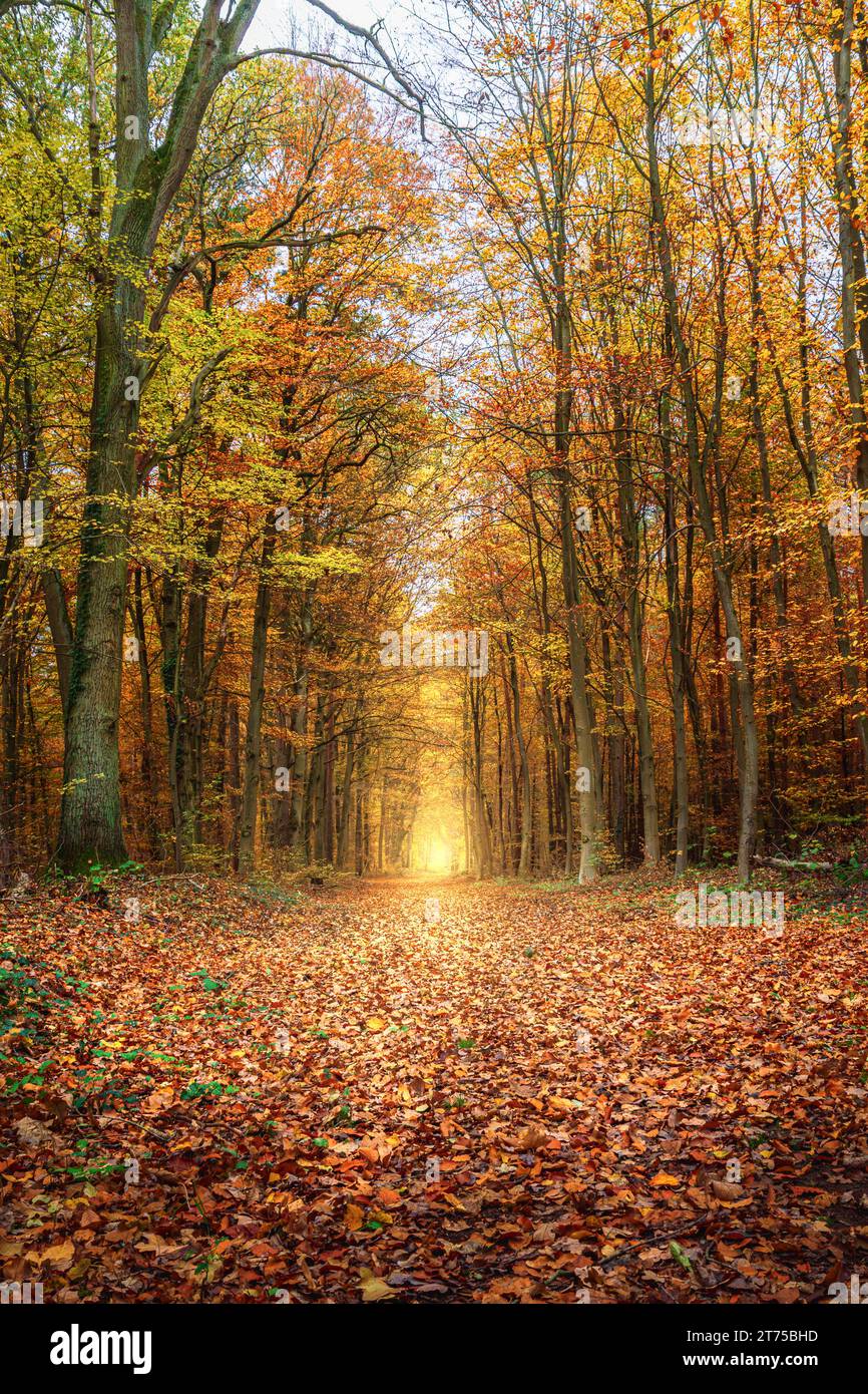 Forest path in autumn with beautiful trees and leaves on the ground and ...