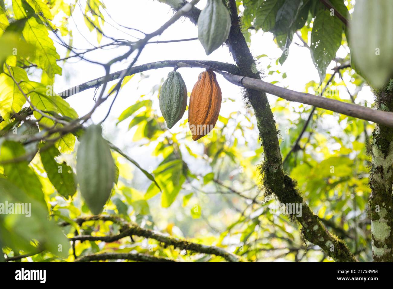Close-up of two cocoa pods, one ripe and yellow with a machete at its ...
