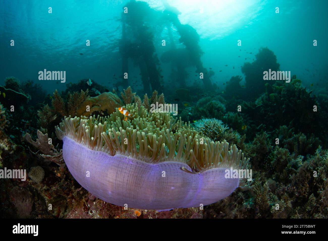 A colorful anemone and its symbiotic anemonefish live in the shadow of ...